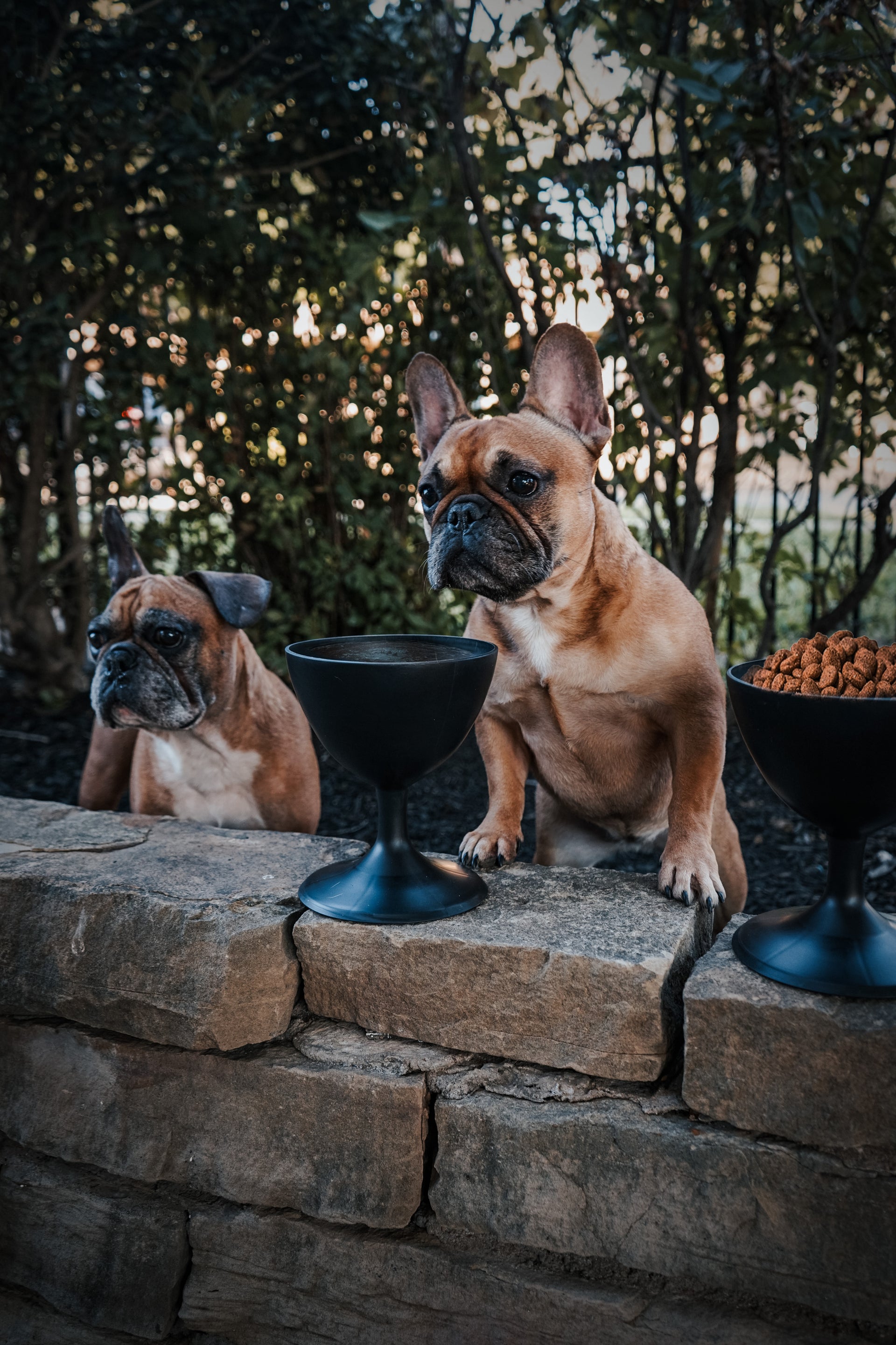 Raise the Woof: Dog Bowls by Cocktails with Fred – Cocktailswithfred